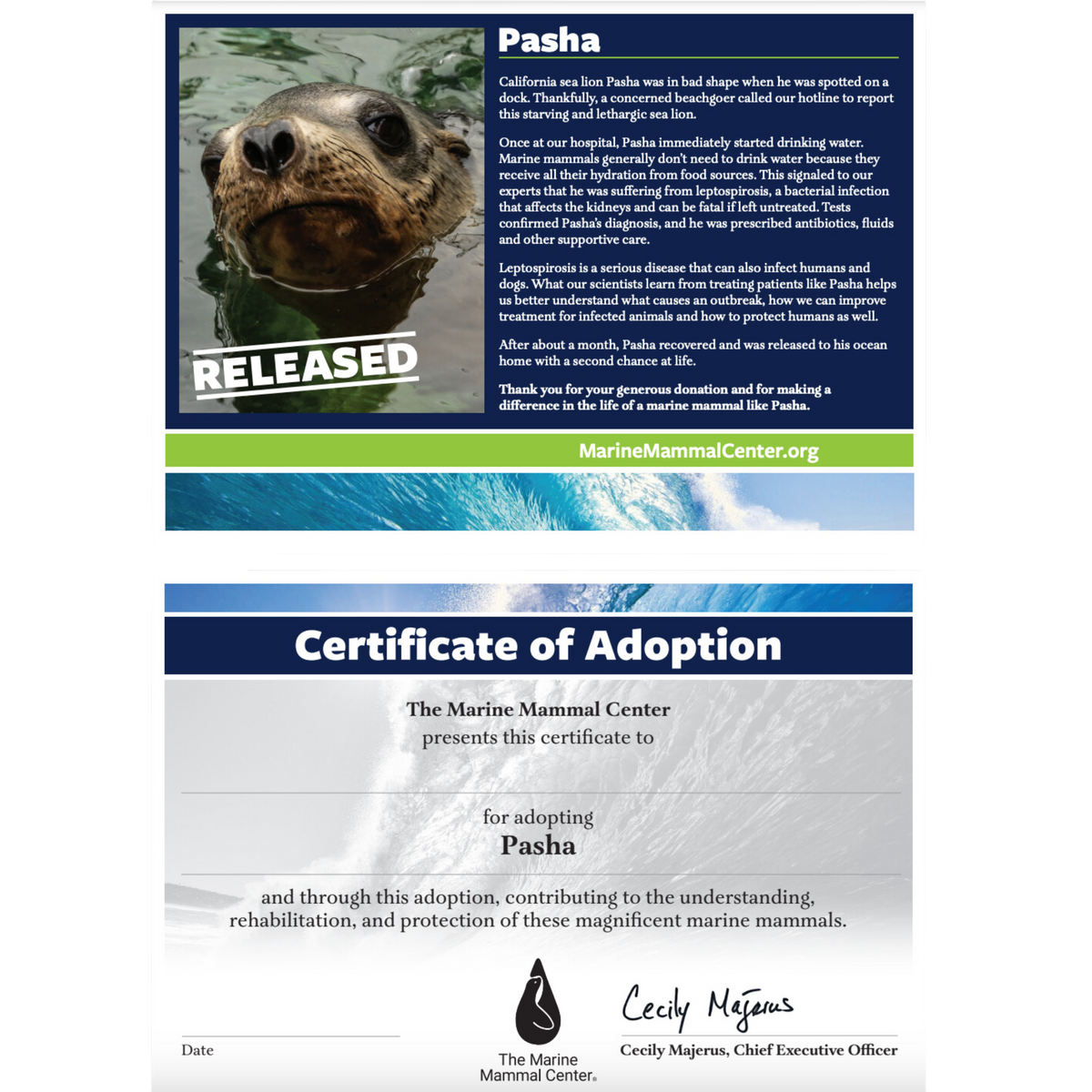 Adopt-a-Seal® - Pasha - Exclusive Digital Download! – The Marine Mammal Center Gift Store