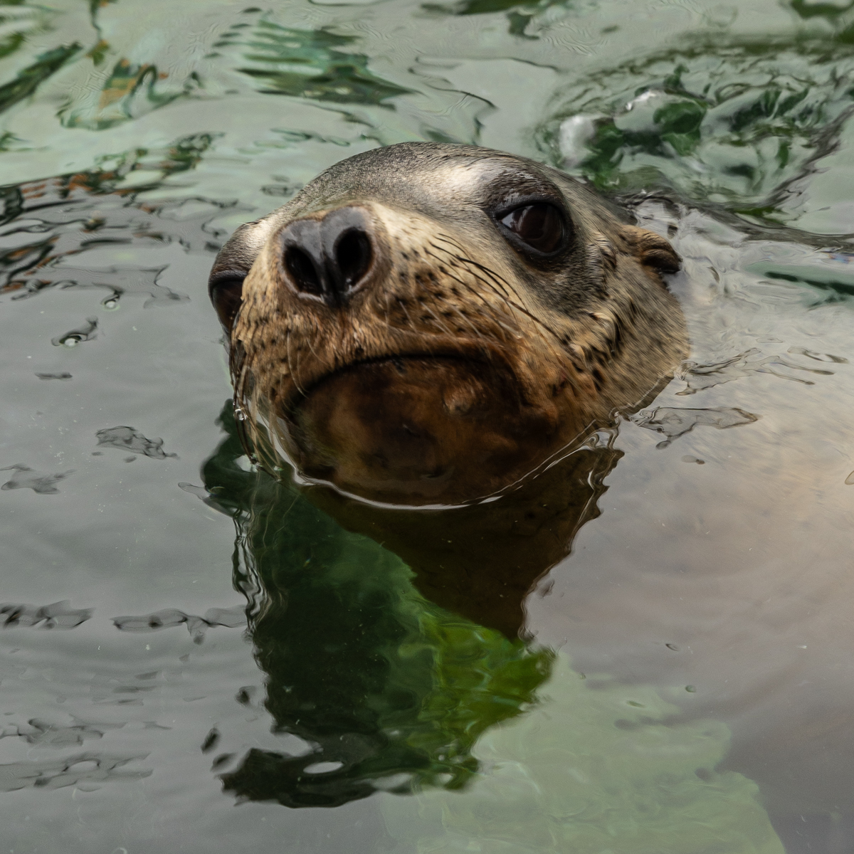 Adopt-a-Seal® - Pasha - Exclusive Digital Download! – The Marine Mammal Center Gift Store