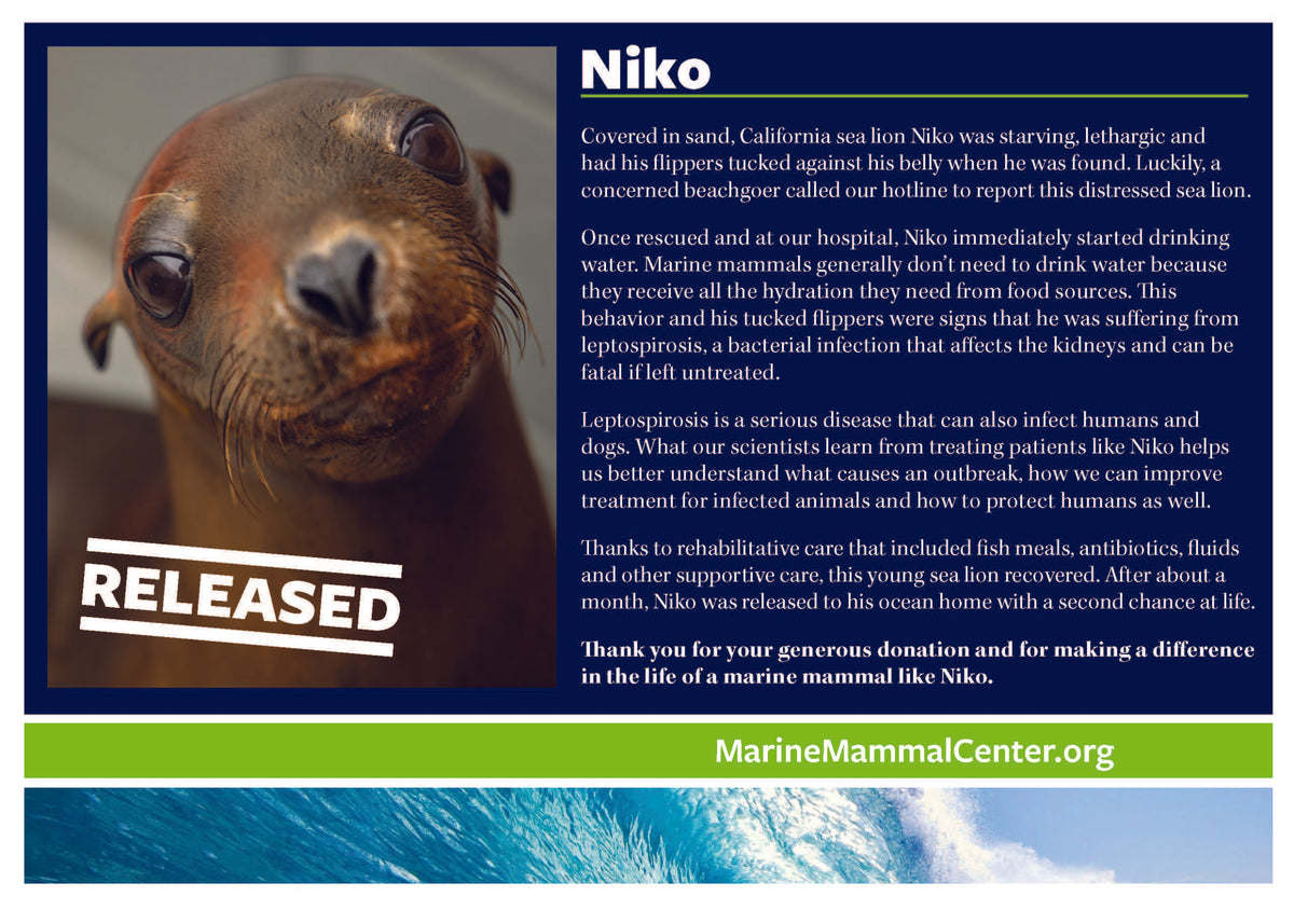 Adopt-a-Seal® Niko - Exclusive Digital Download! – The Marine Mammal ...