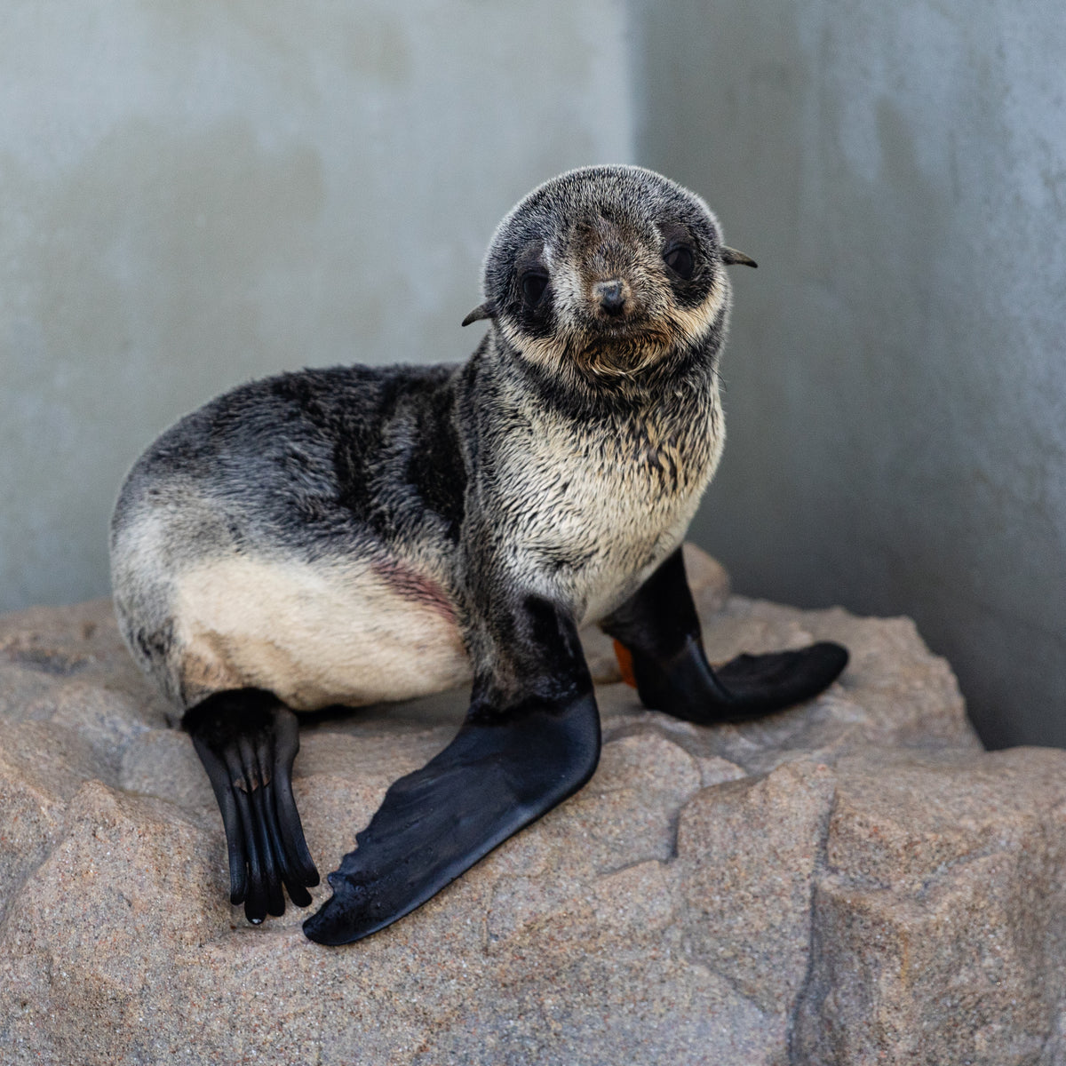 Adopt-a-Seal® - Brion - Exclusive Digital Download! – The Marine Mammal ...
