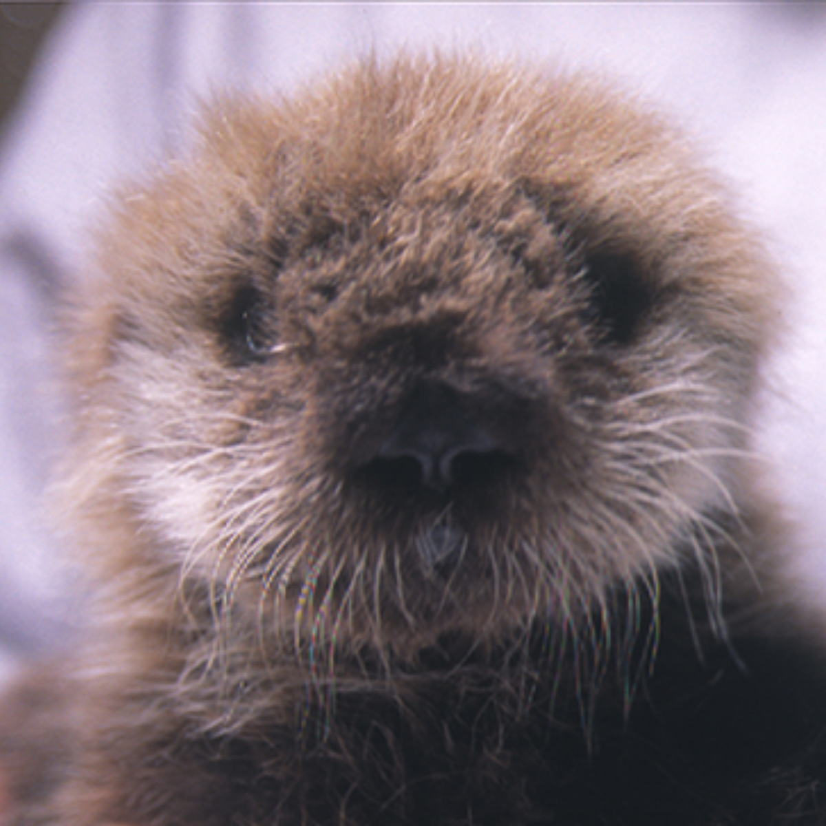 Adopt-a-Seal® - Repo - Physical Adoption Certificate – The Marine ...